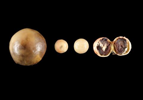 Homepage ECVP | ECVP