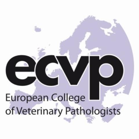 The council | ECVP